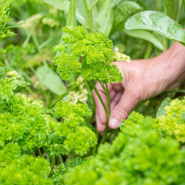 Parsley – Moss Curled Seeds – Stocks & Green