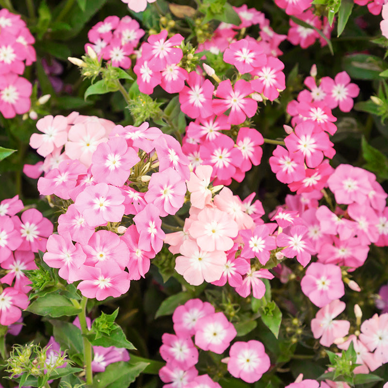 Phlox drummondii 'Phlox of Sheep' Seeds – Stocks & Green