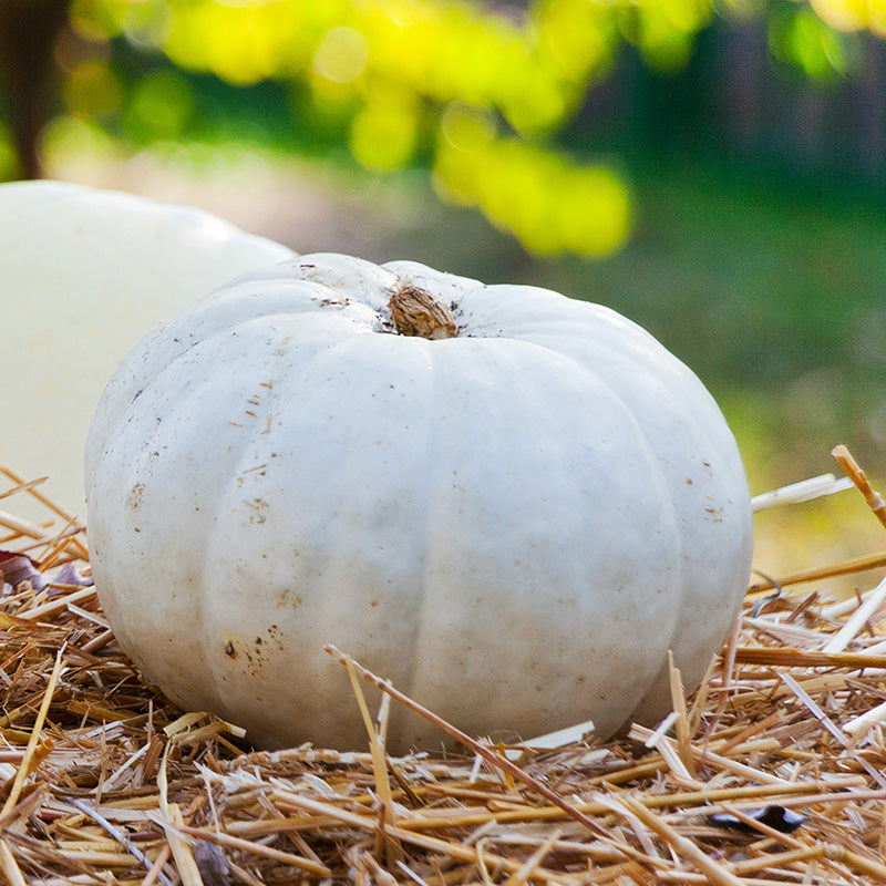 Pumpkin 'Baby Boo' Seeds – Stocks & Green