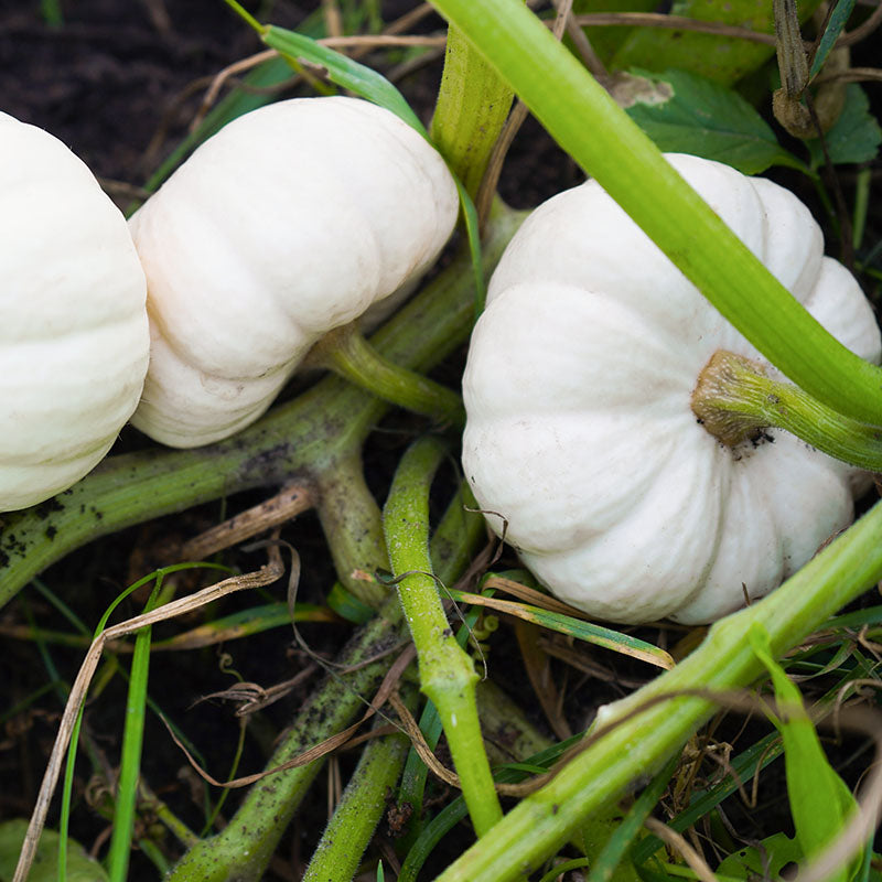 Pumpkin 'Baby Boo' Seeds – Stocks & Green