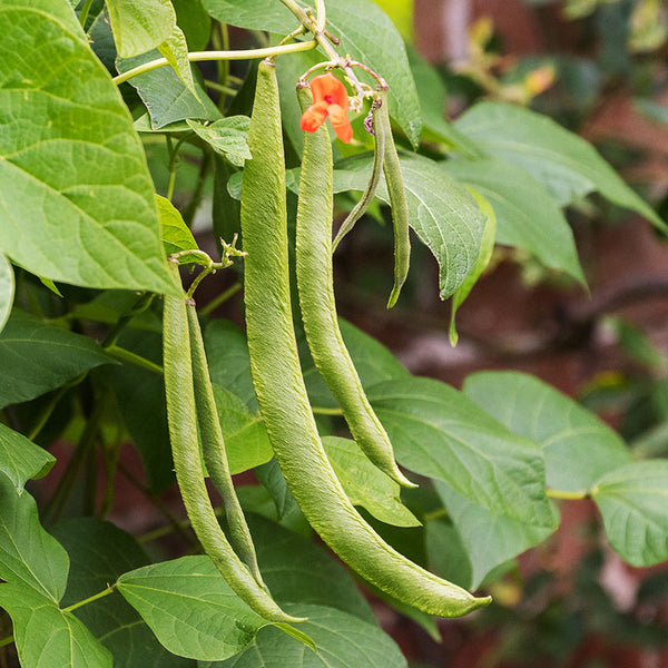Runner Bean 'Firestorm' Seeds – Stocks & Green