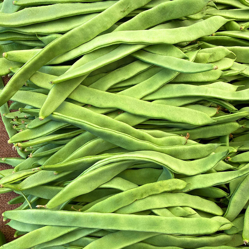 Runner Bean 'Moonlight' Seeds – Stocks & Green