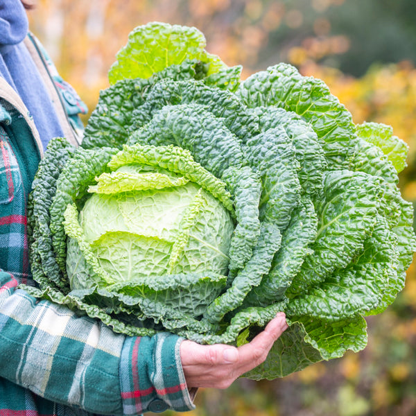 Savoy Cabbage 'Vertus' Seeds – Stocks & Green