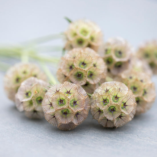 Scabiosa stellata PingPong - Drumstick Scabious Seeds – Stocks & Green