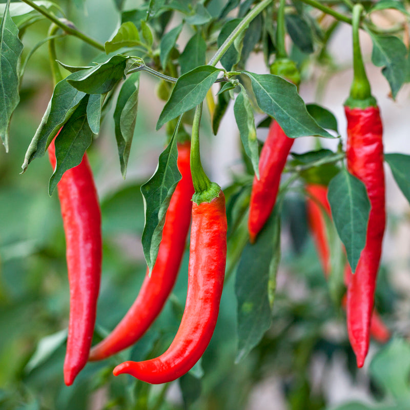 Chilli 'De Cayenne' Seeds – Stocks & Green