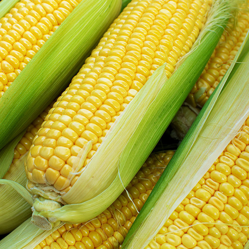 Sweetcorn 'Incredible F1' Seeds – Stocks & Green