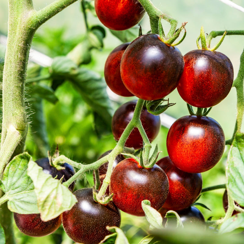 Tomato 'Indigo Rose' Seeds – Stocks & Green