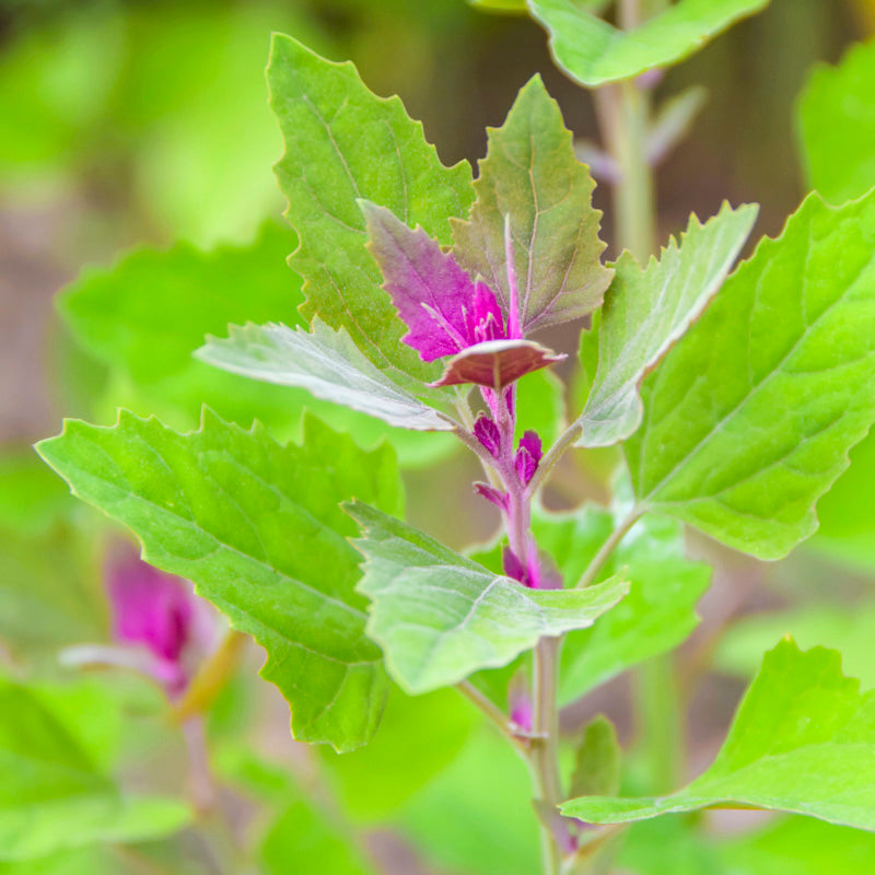 Tree Spinach Seeds – Stocks & Green