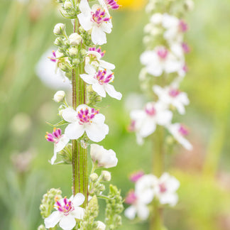 Verbascum 'Snowy Spires' - Mullein Seeds – Stocks & Green
