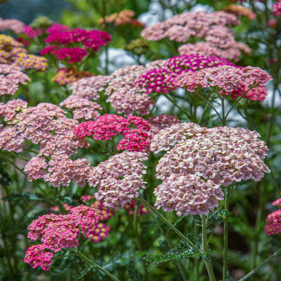 Achillea 'Summer Berries' - Yarrow Seeds – Stocks & Green