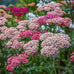 Achillea 'Summer Berries' - Yarrow Seeds – Stocks & Green