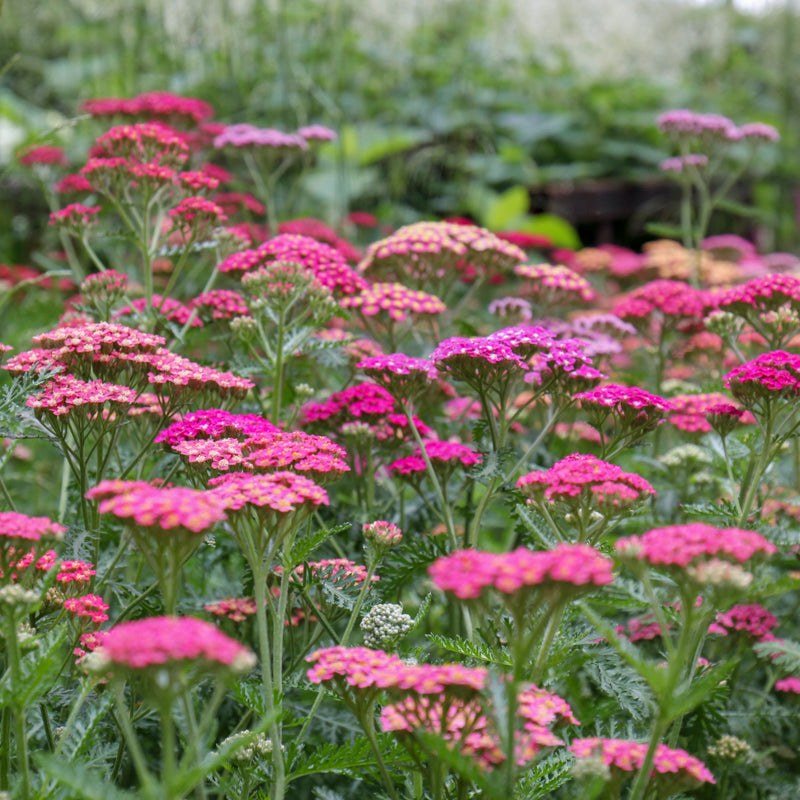 Achillea 'Summer Berries' - Yarrow Seeds – Stocks & Green