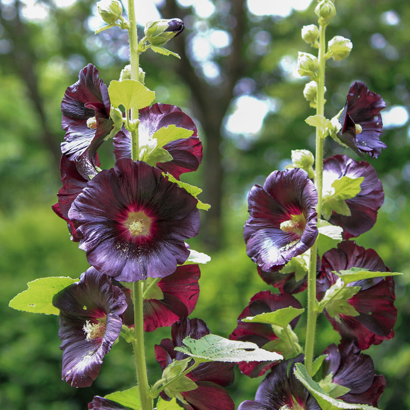 Black Hollyhock Leaves