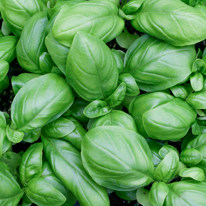 Basil - Classic Green Seeds – Stocks & Green