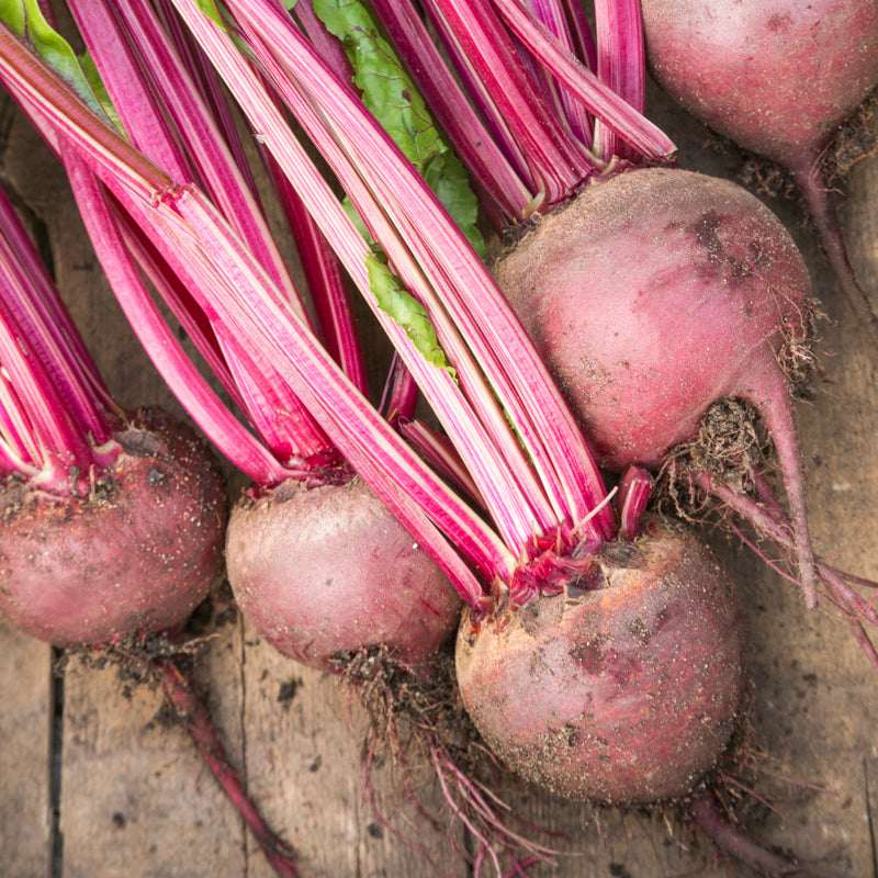 Beetroot 'Detroit' Seeds – Stocks & Green