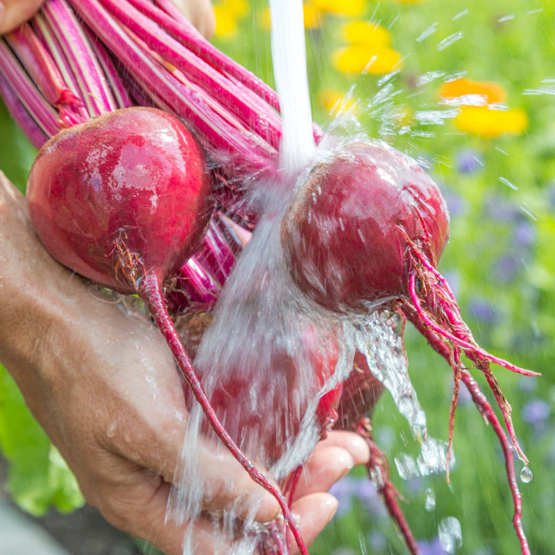 Beetroot 'Detroit' Seeds – Stocks & Green