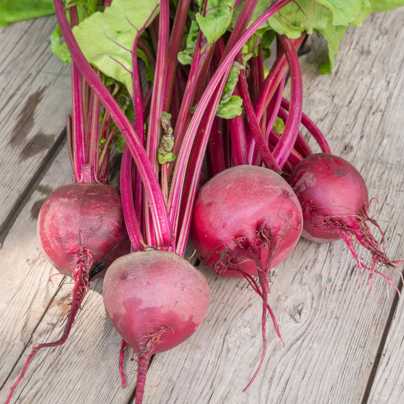 Beetroot 'Detroit' Seeds – Stocks & Green