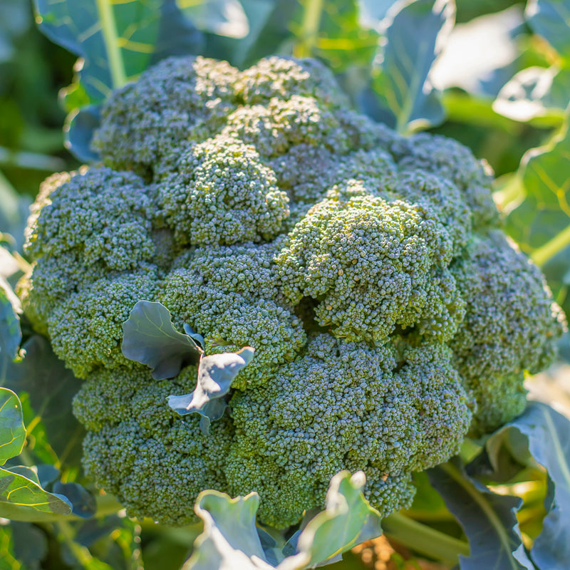 Broccoli 'Green Calabrese' Seeds – Stocks & Green