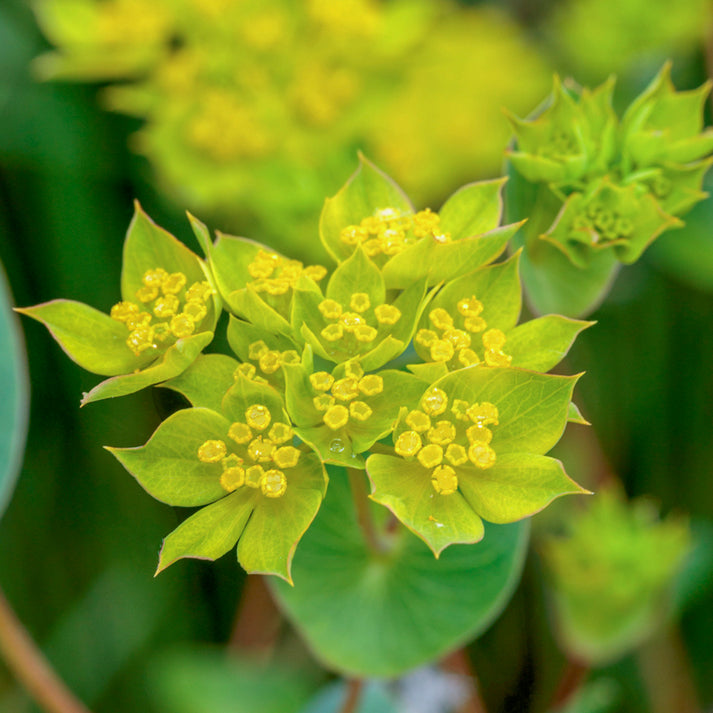 Bupleurum griffithii - Hare's Ear Seeds – Stocks & Green
