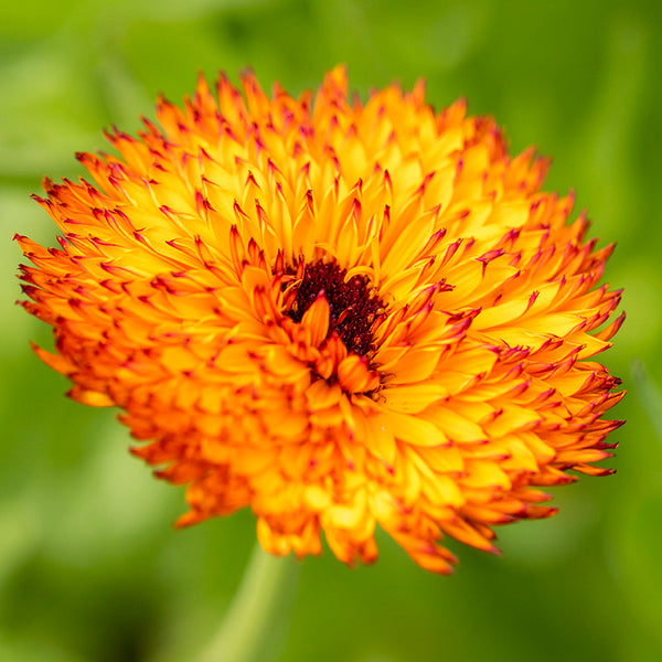 Calendula 'Neon' Seeds – Stocks & Green