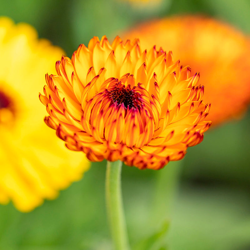 Calendula 'Neon' Seeds – Stocks & Green