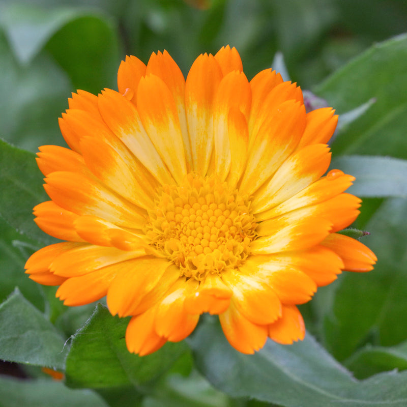 Calendula 'Oopsy Daisy' - Marigold Seeds – Stocks & Green