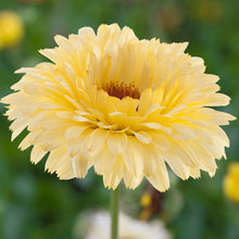 Calendula 'Snow Princess' - Marigold Seeds – Stocks & Green