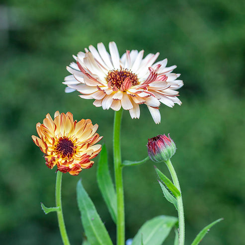 Calendula 'Sunset Buff' Seeds – Stocks & Green