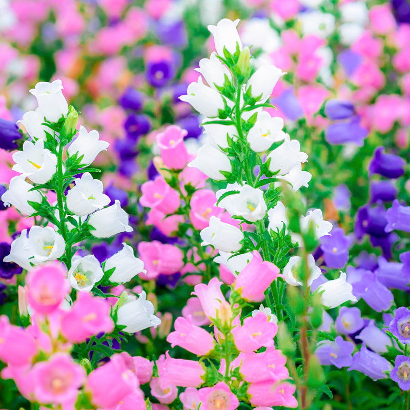 Campanula 'Canterbury Bells Mixed' - Seeds – Stocks & Green