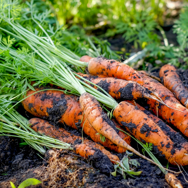Carrot 'Flyaway' F1 Seeds – Stocks & Green