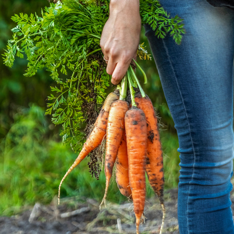 Carrot 'Flyaway' F1 Seeds – Stocks & Green