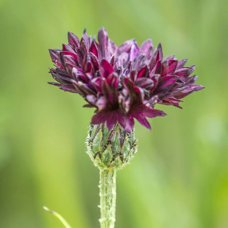 Centaurea 'Black Ball' - Cornflowers Seeds – Stocks & Green