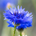 Centaurea 'Blue Diadem' Seeds – Stocks & Green