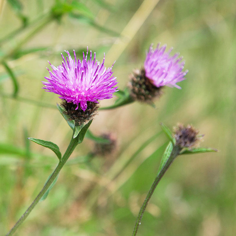 Centaurea nigra - Common Knapweed Seeds – Stocks & Green