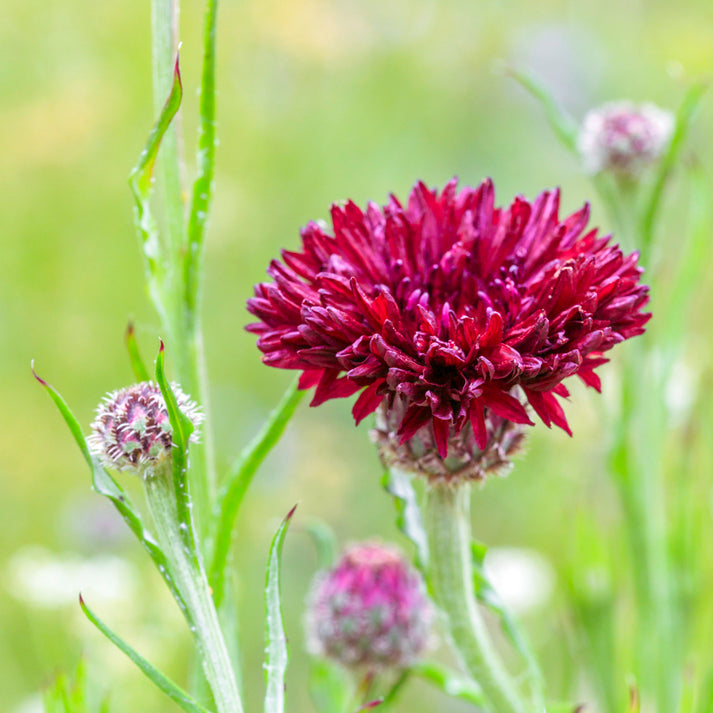 Centaurea cyanus 'Tall Double Red Ball' (Cornflower) Seeds – Stocks & Green