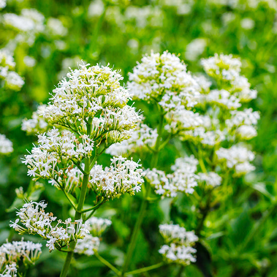 Centranthus ruber White - Valerian Seeds – Stocks & Green