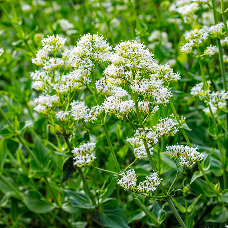 Centranthus ruber White - Valerian Seeds – Stocks & Green