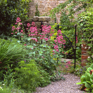 Centranthus ruber - Red Valerian Seeds – Stocks & Green