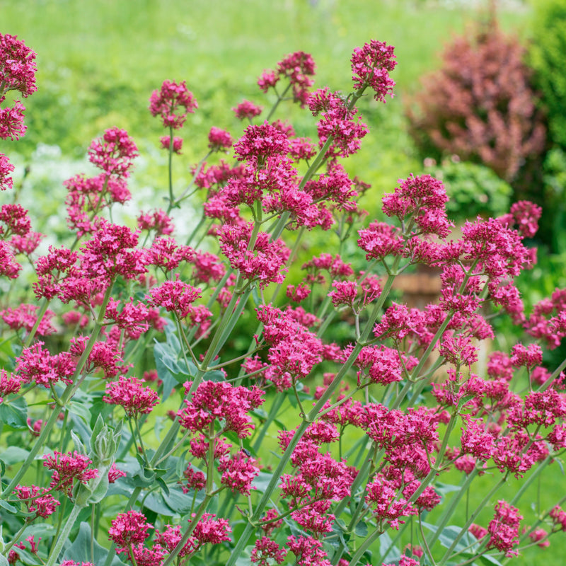 Centranthus ruber - Red Valerian Seeds – Stocks & Green
