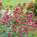 Centranthus ruber - Red Valerian Seeds – Stocks & Green