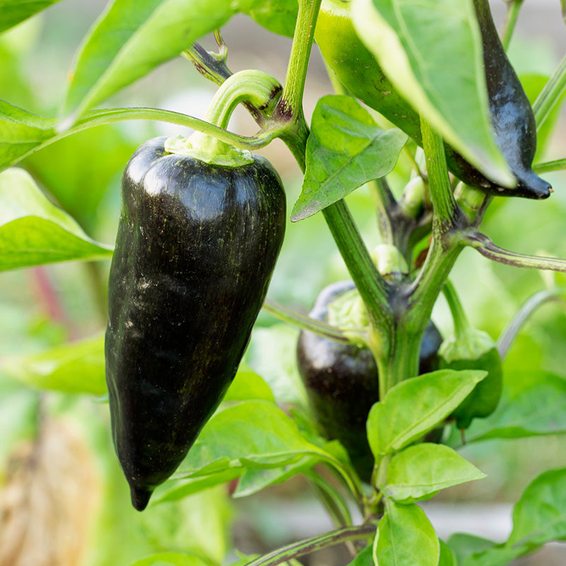 Chilli 'Hungarian Black' Seeds – Stocks & Green