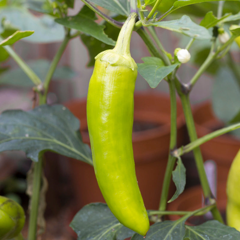 Chilli 'Hungarian Hot Wax' Seeds – Stocks & Green
