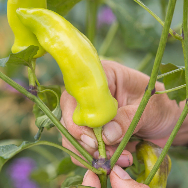 Chilli 'Hungarian Hot Wax' Seeds – Stocks & Green