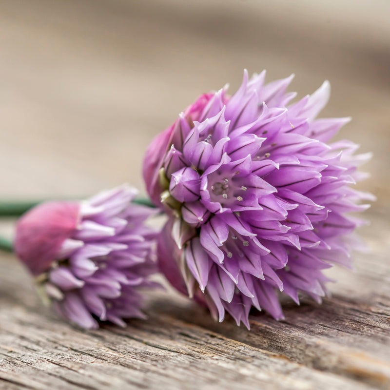 Chives Seeds – Stocks & Green