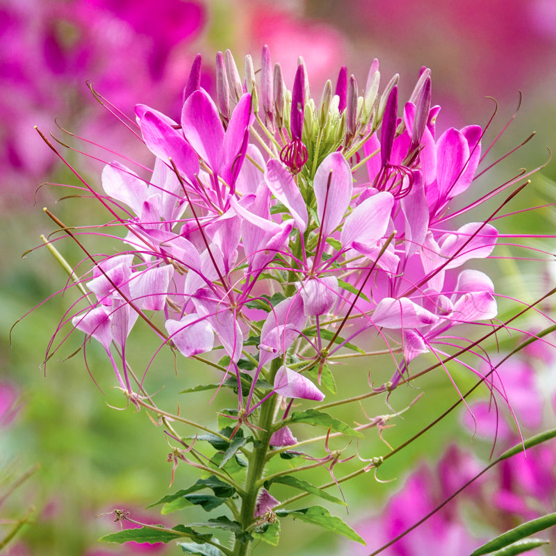 Cleome Hassleriana Rose Queen