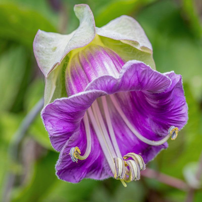 Cobaea scandens - Cup & Saucer Vine Seeds – Stocks & Green