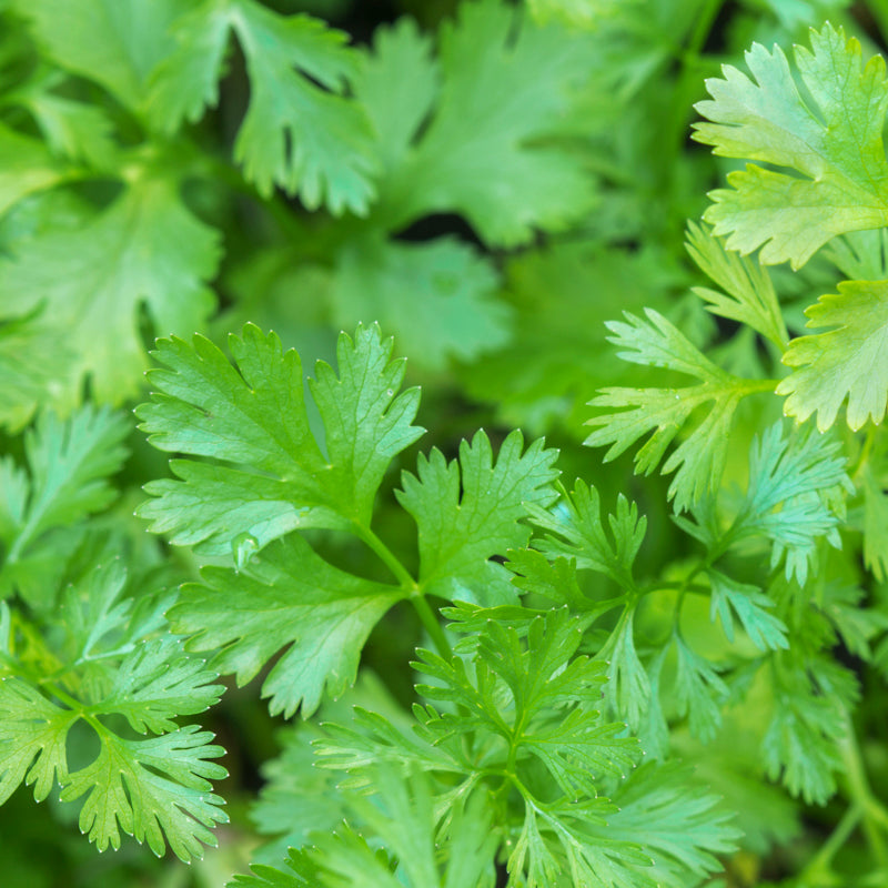 Coriander Seeds – Stocks & Green