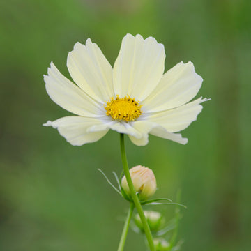 Cosmos – Stocks & Green