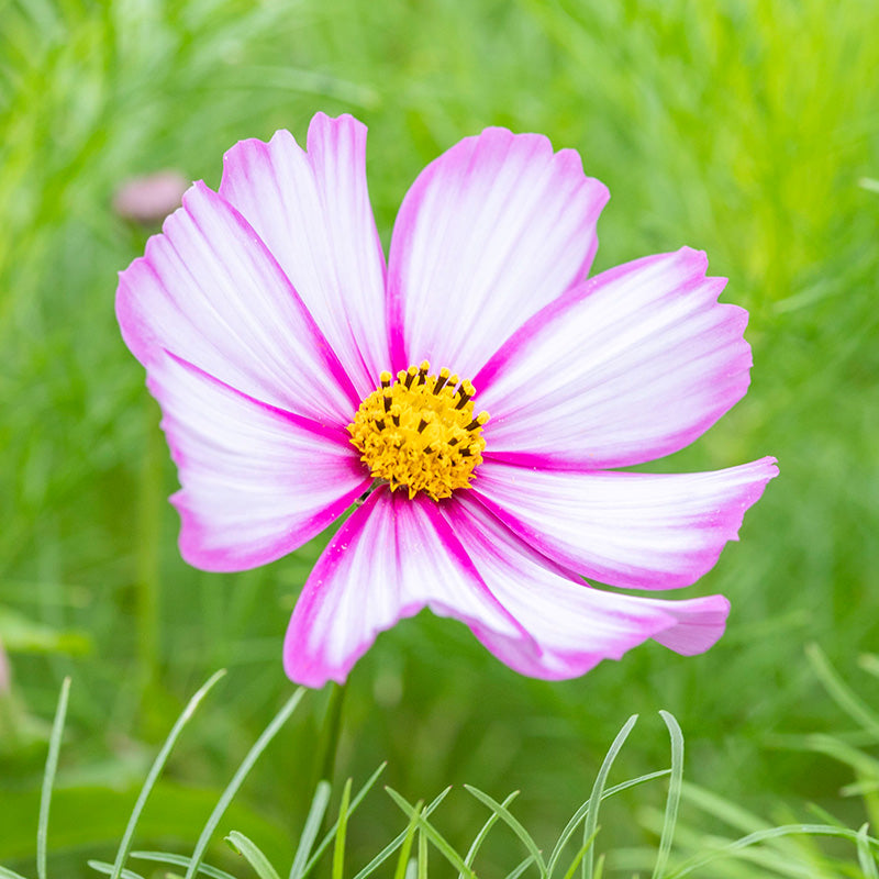 Cosmos – Stocks & Green