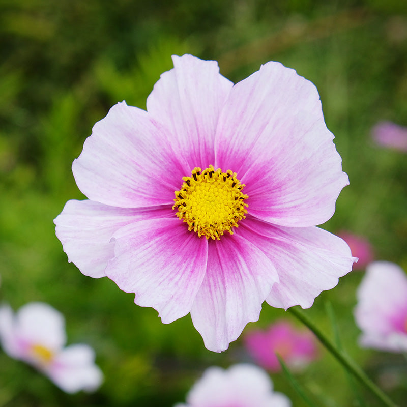 Cosmos – Stocks & Green